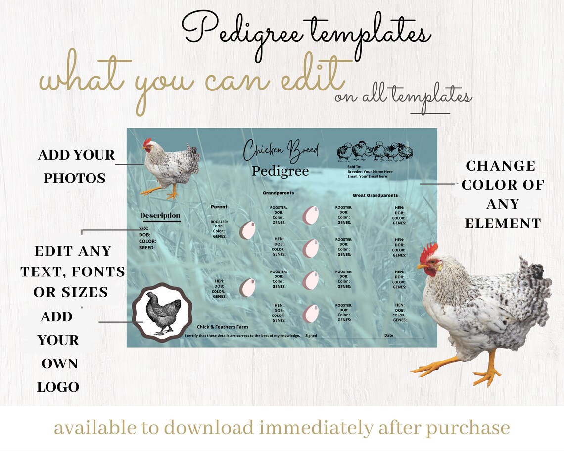 Editable Chicken Package Chicken Chicken Logo Backyard - Etsy
