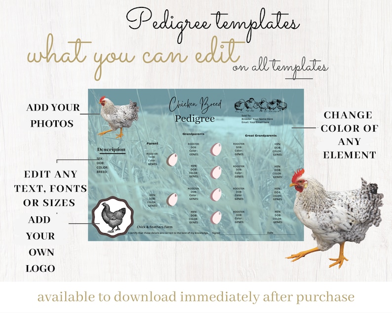 Editable Chicken Package, Chicken, Chicken Logo, Backyard Chickens ...