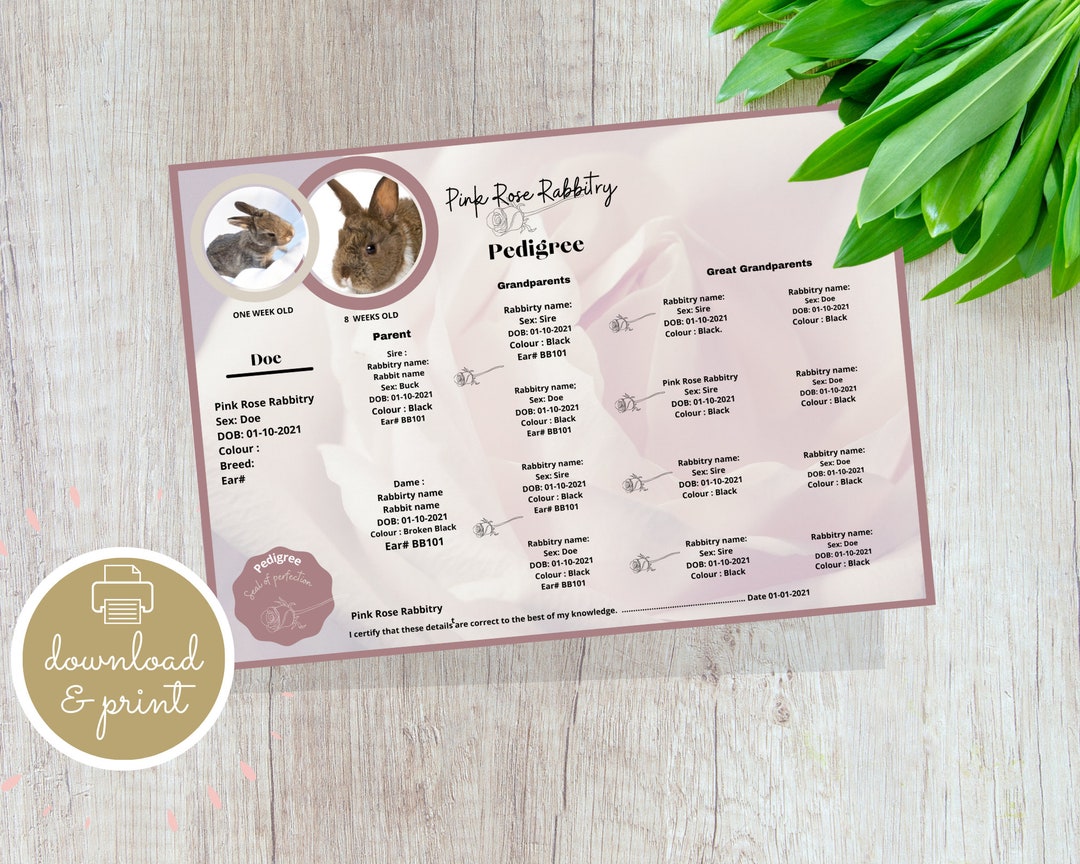 Pink Rose, Add Photos, Editable Rabbit Pedigree Template, Rabbit ...
