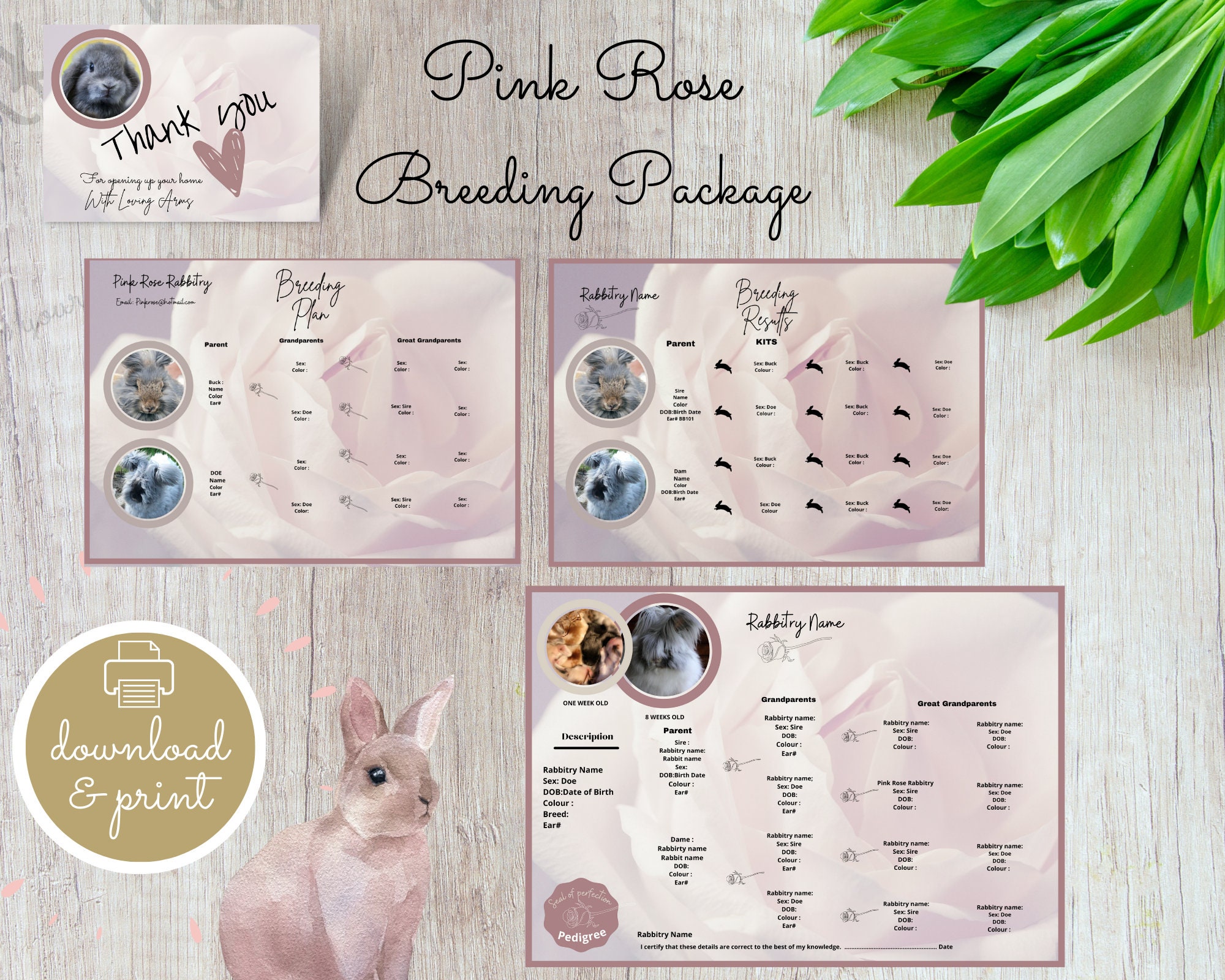 Editable Pink Rose Rabbit Breeding Plan Package & Pedigree, Rabbitry ...