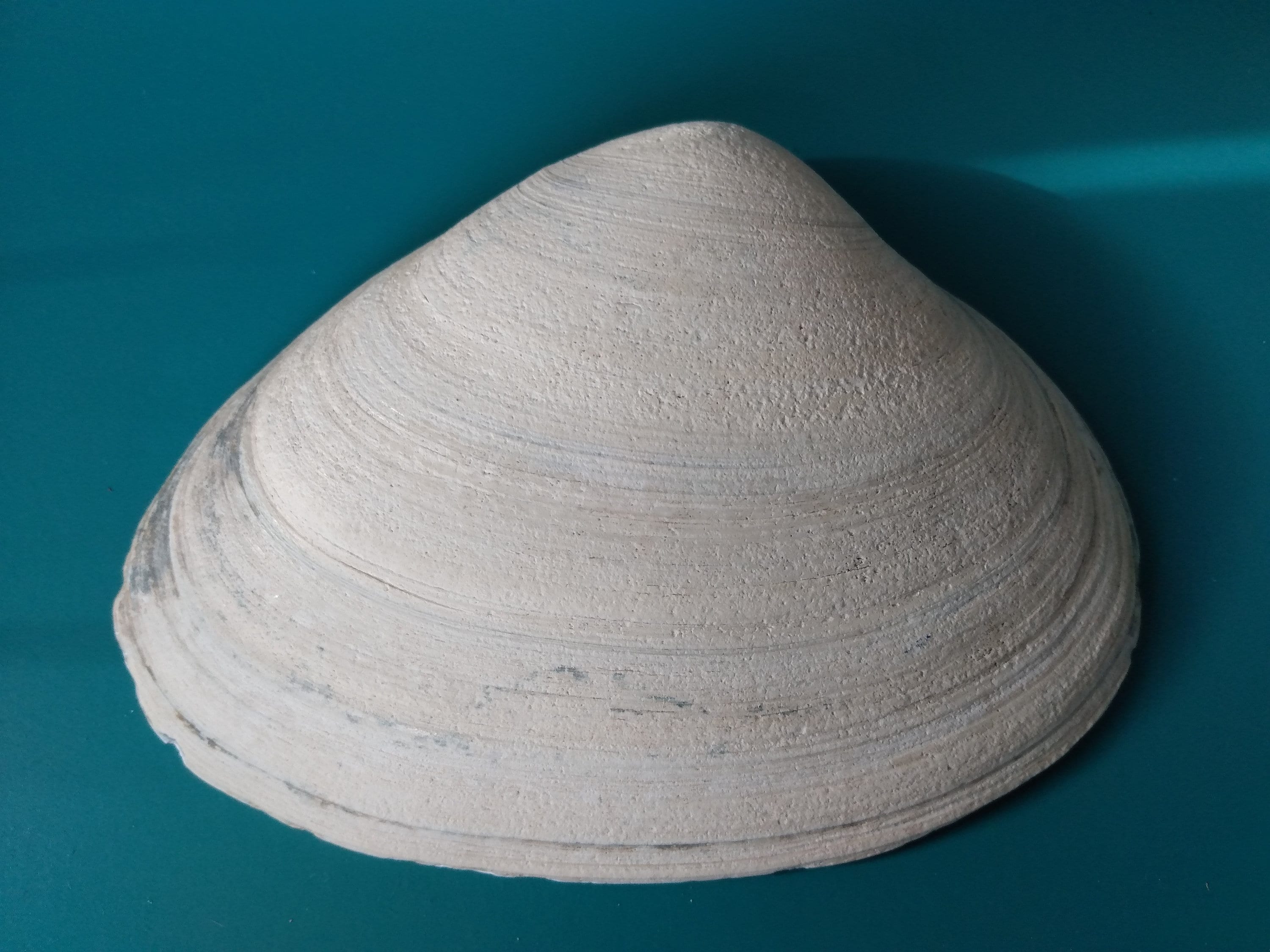 GERMAN SHEPHERD Dog XL Clam Shell Decoupage Gilded Jewelry Dish. Beach ...