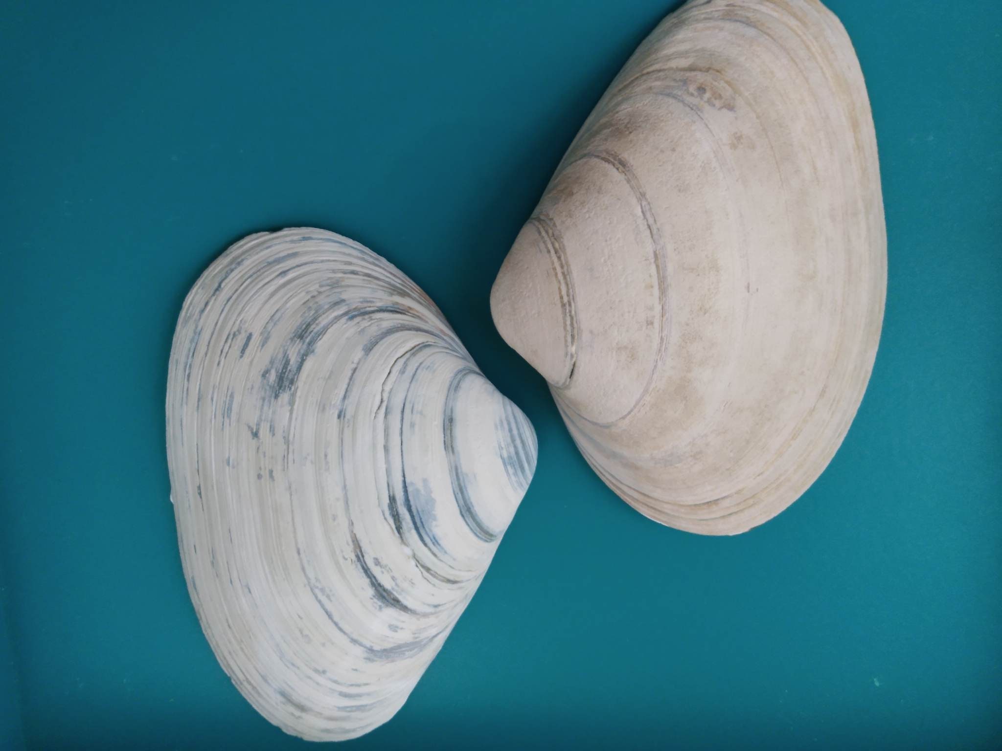 DACHSHUND DOXY Dog Breed Large Clam Shell Decoupage Gilded Jewelry Dish ...