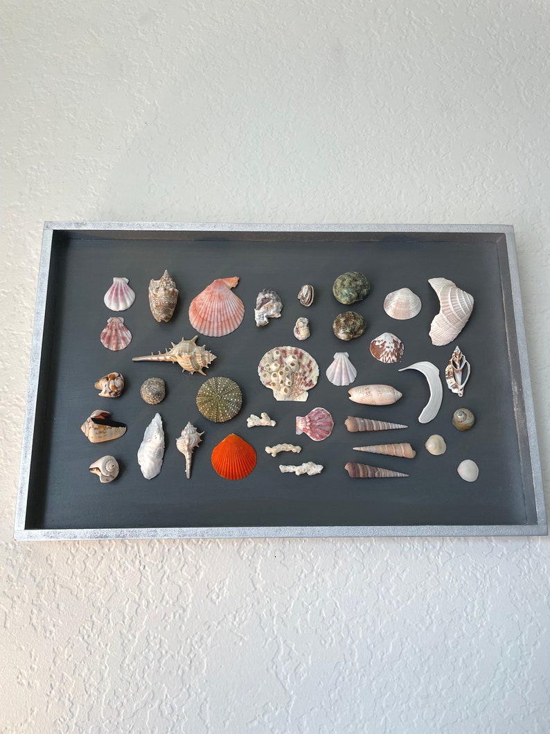 Framed Shell Wall Art Beach and Coastal Decor Nature Wall Art Seashell ...