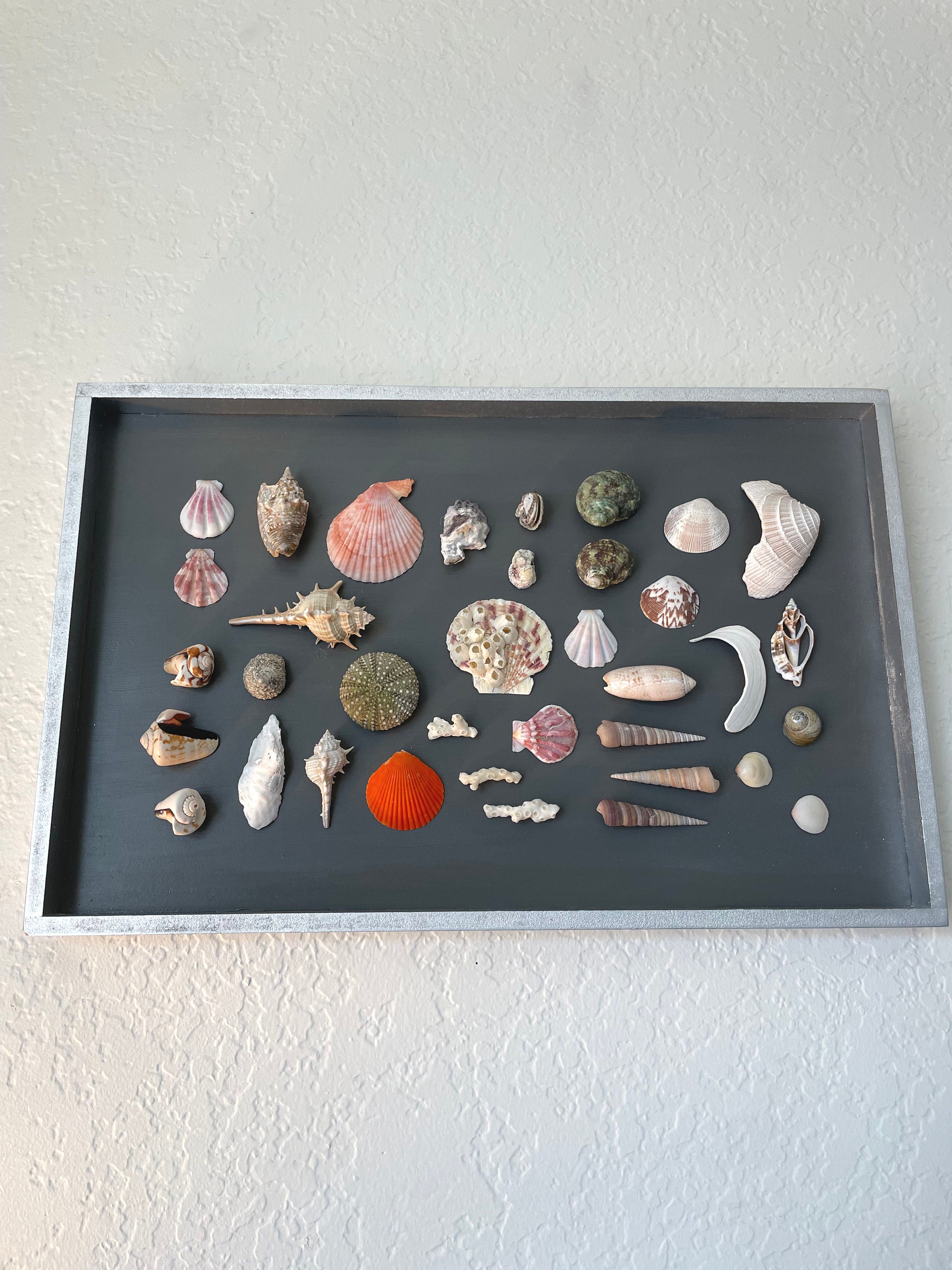 Framed Shell Wall Art Beach and Coastal Decor Nature Wall Art Seashell ...