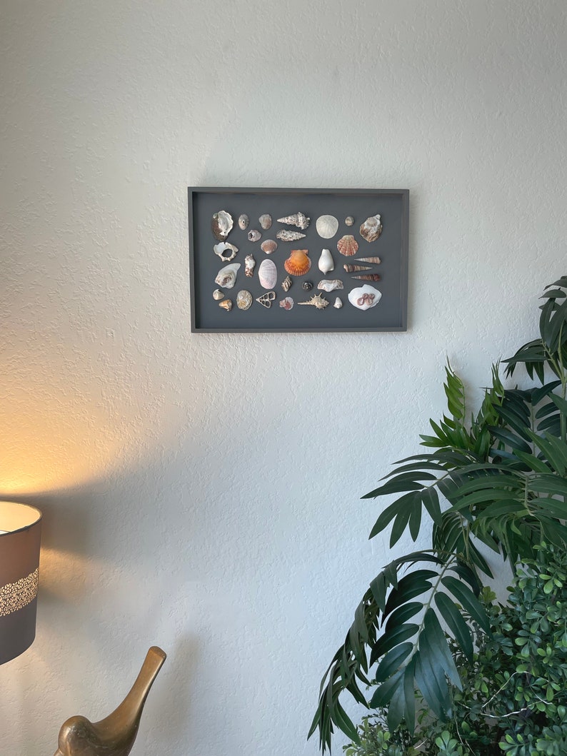 Framed Shell Wall Art Beach and Coastal Decor Nature Wall Art Seashell ...