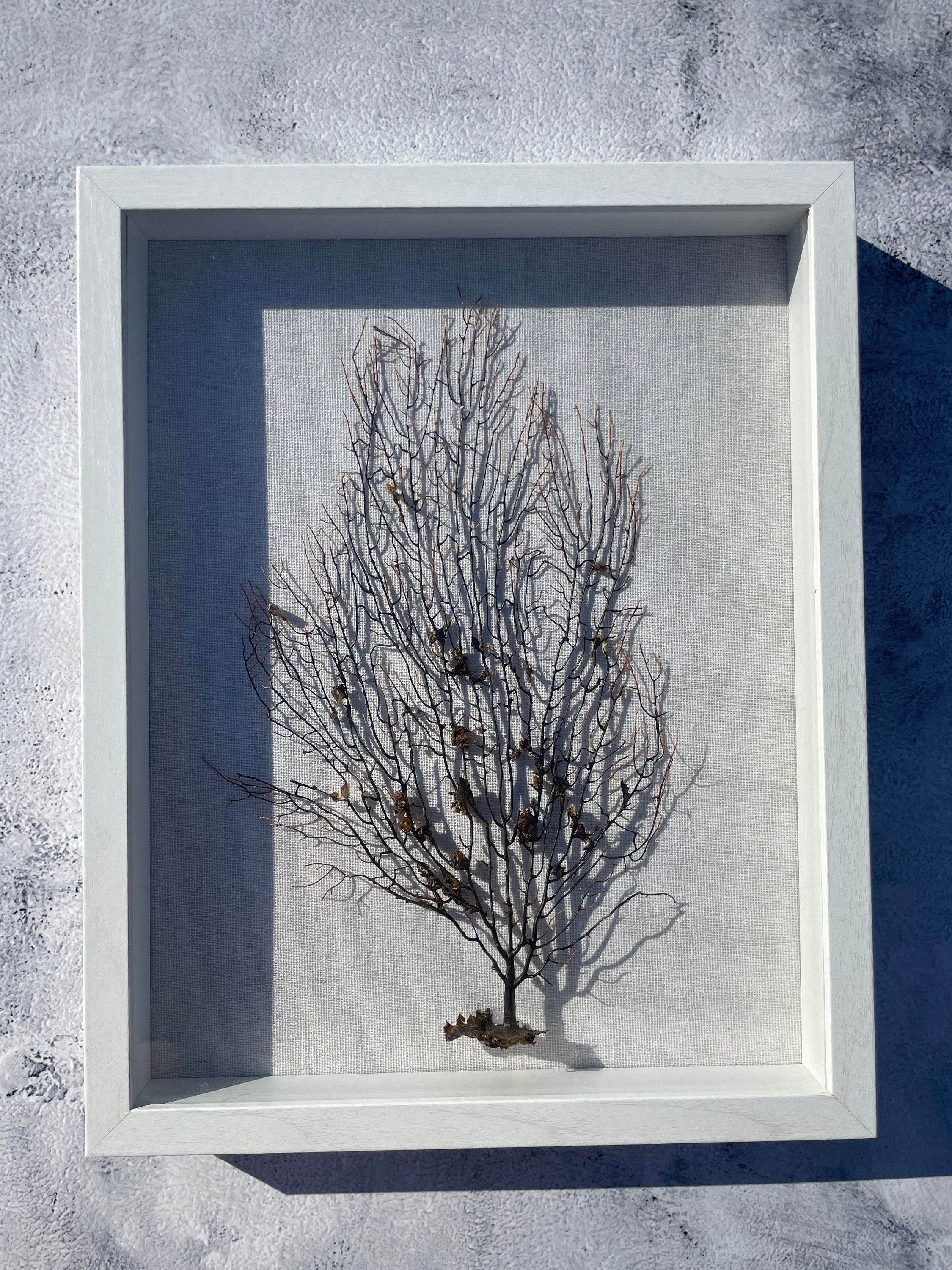 Diy Sea Fan Art
