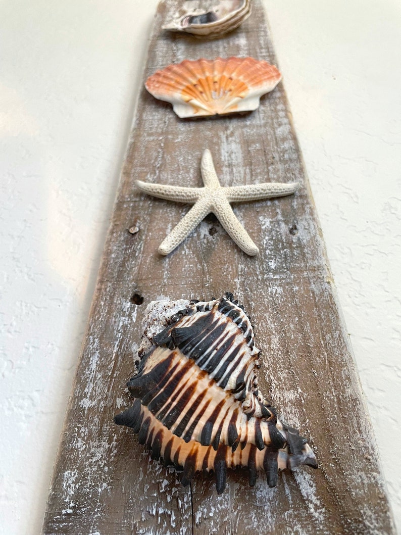 Unique Seashell Wall Art, Cute Shell and Driftwood Wall Hanging ...