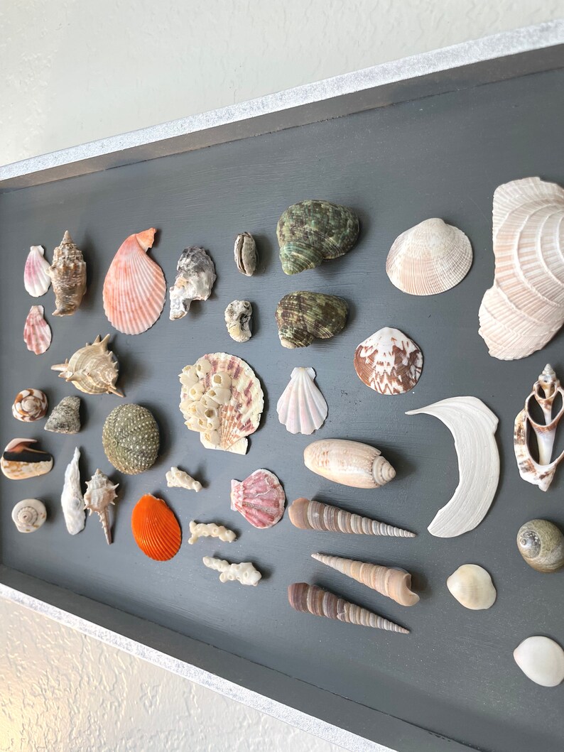 Framed Shell Wall Art Beach and Coastal Decor Nature Wall Art Seashell ...