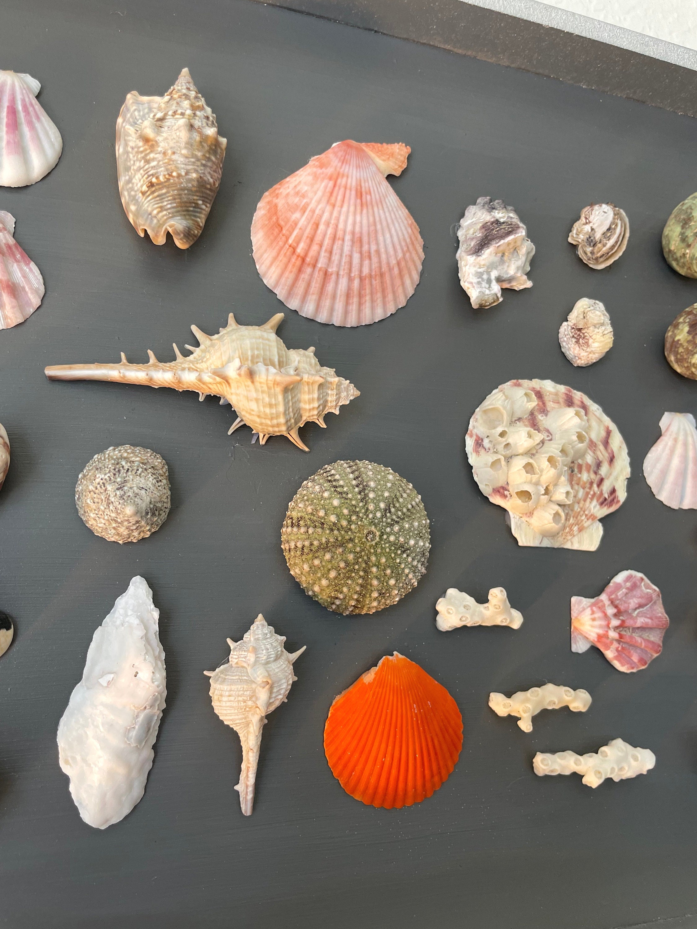 Framed Shell Wall Art Beach and Coastal Decor Nature Wall Art Seashell ...
