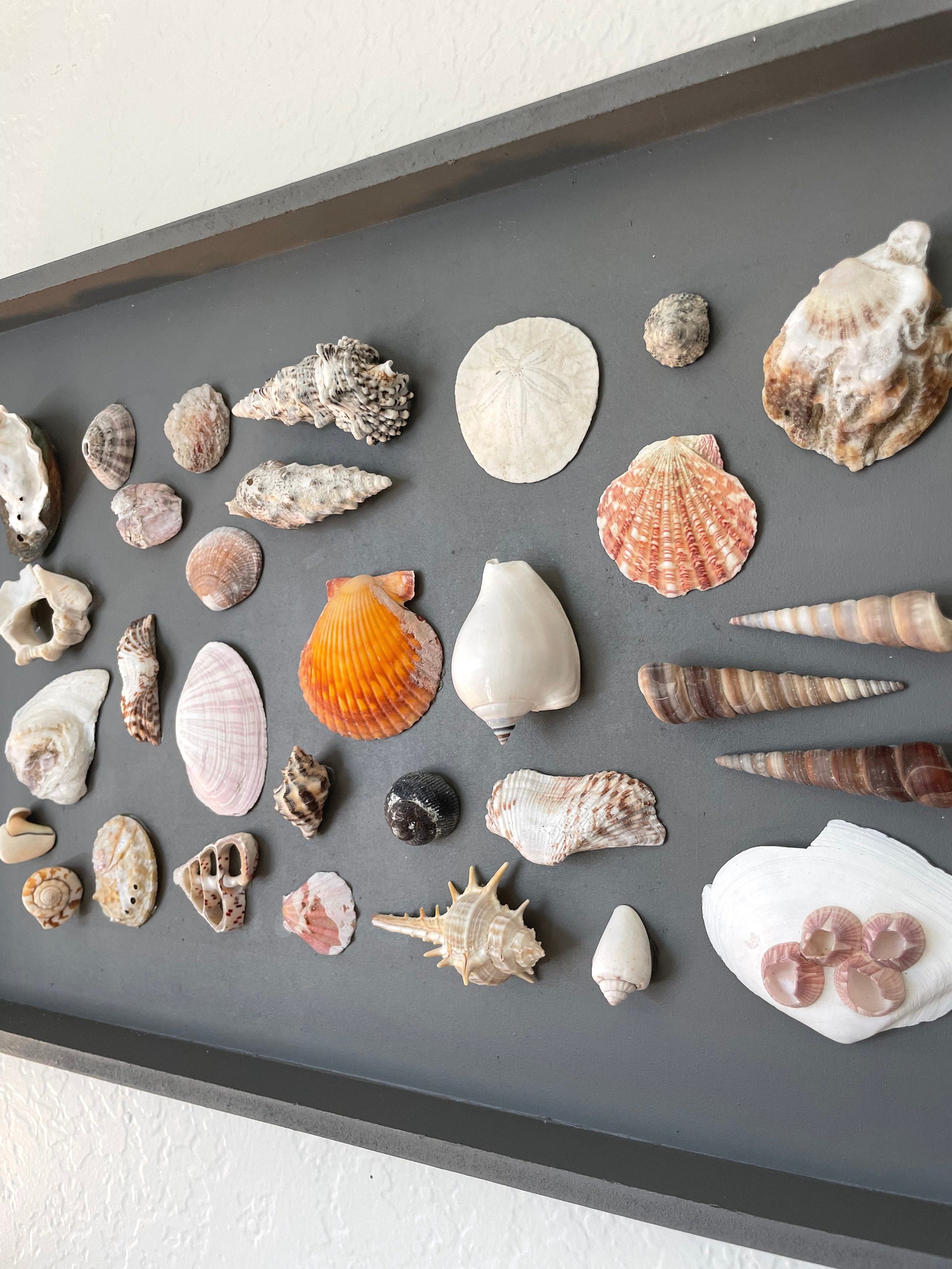 Framed Shell Wall Art Beach and Coastal Decor Nature Wall Art Seashell ...
