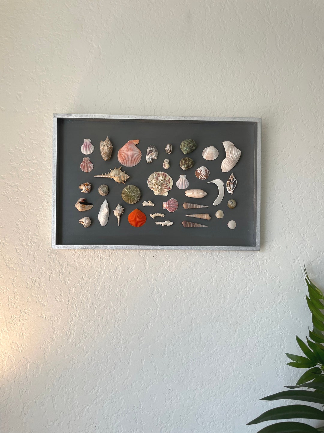 Framed Shell Wall Art | Beach and Coastal Decor | Nature Wall Art ...