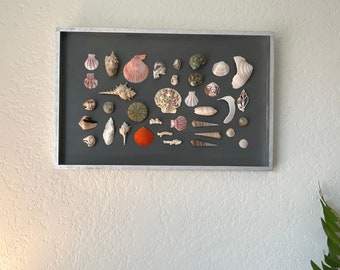 Shell Framed Art - Etsy
