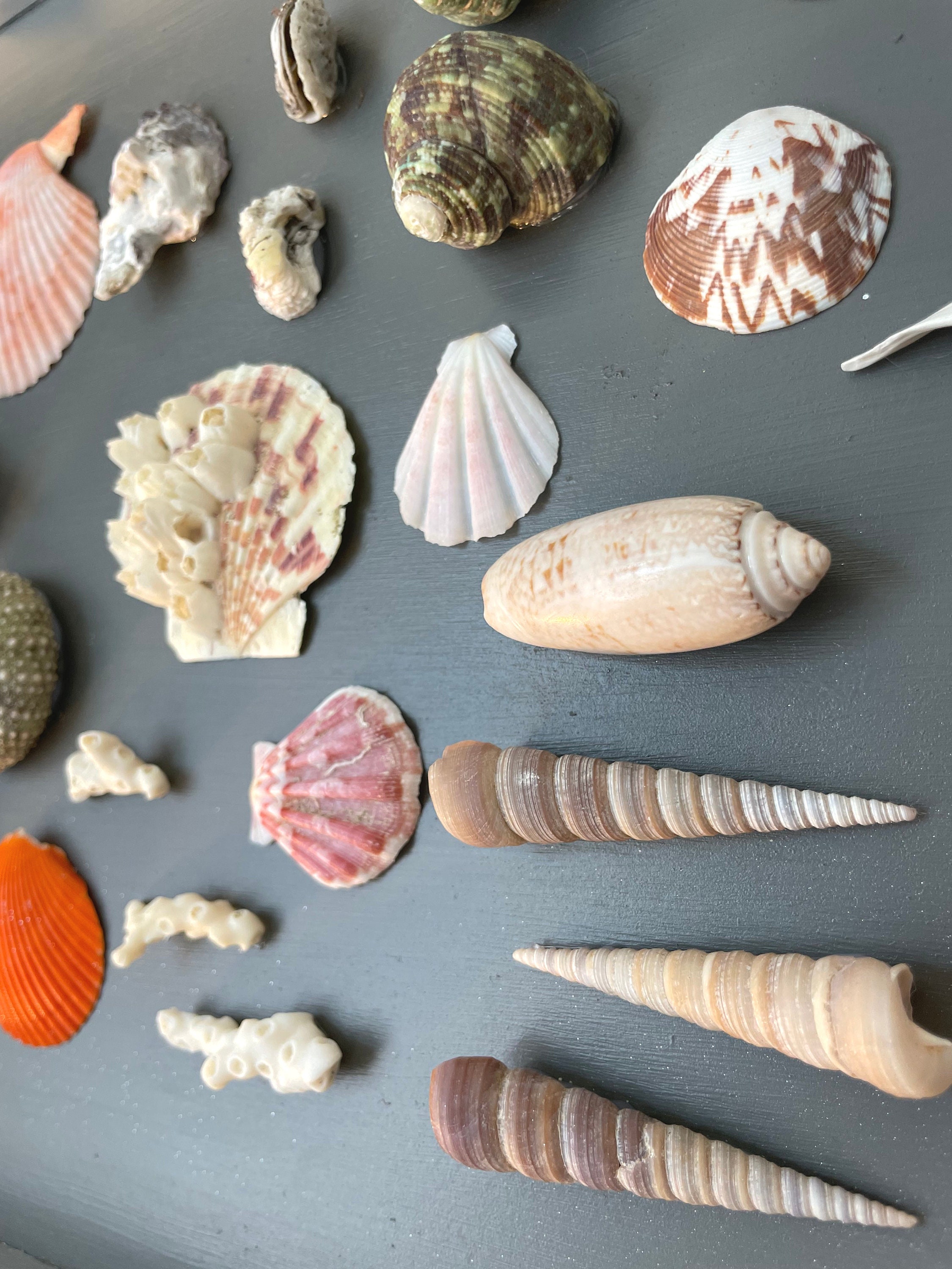 Framed Shell Wall Art Beach and Coastal Decor Nature Wall Art Seashell ...
