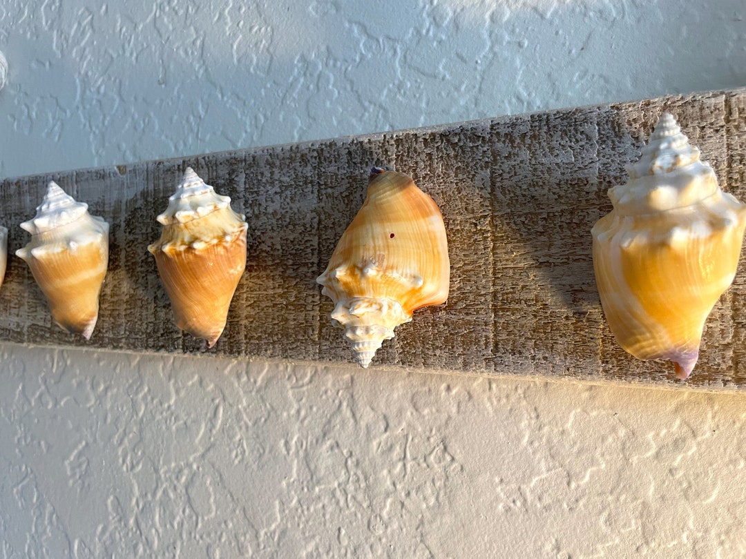 Unique Seashell Wall Art, Cute Shell and Driftwood Wall Hanging ...