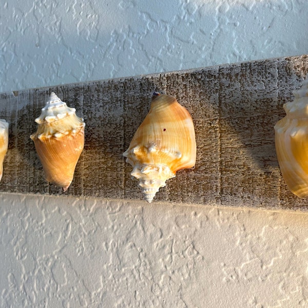 Seashell Wall Art - Etsy