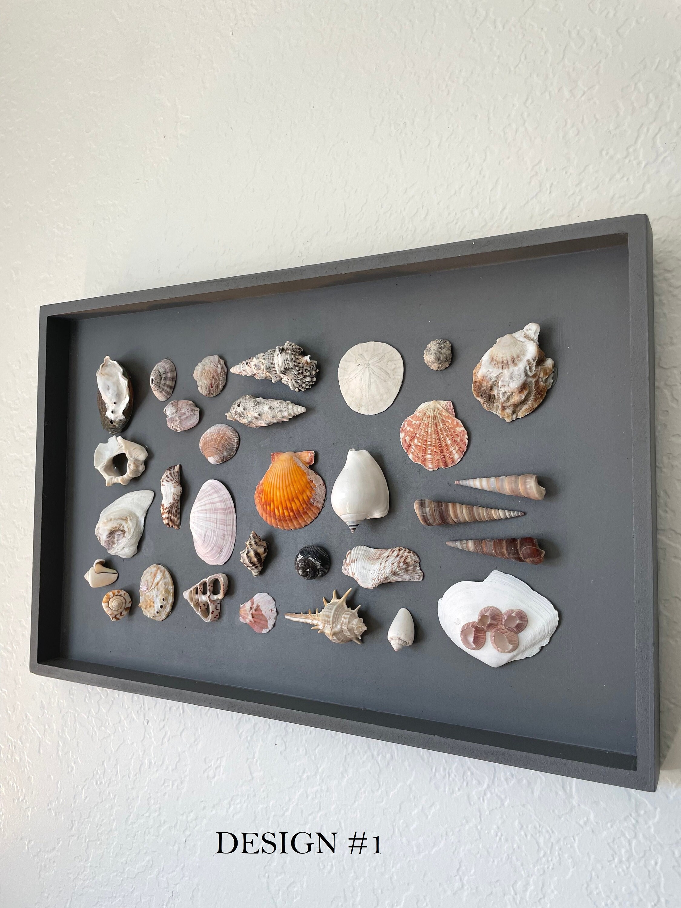 Framed Shell Wall Art Beach and Coastal Decor Nature Wall Art Seashell ...