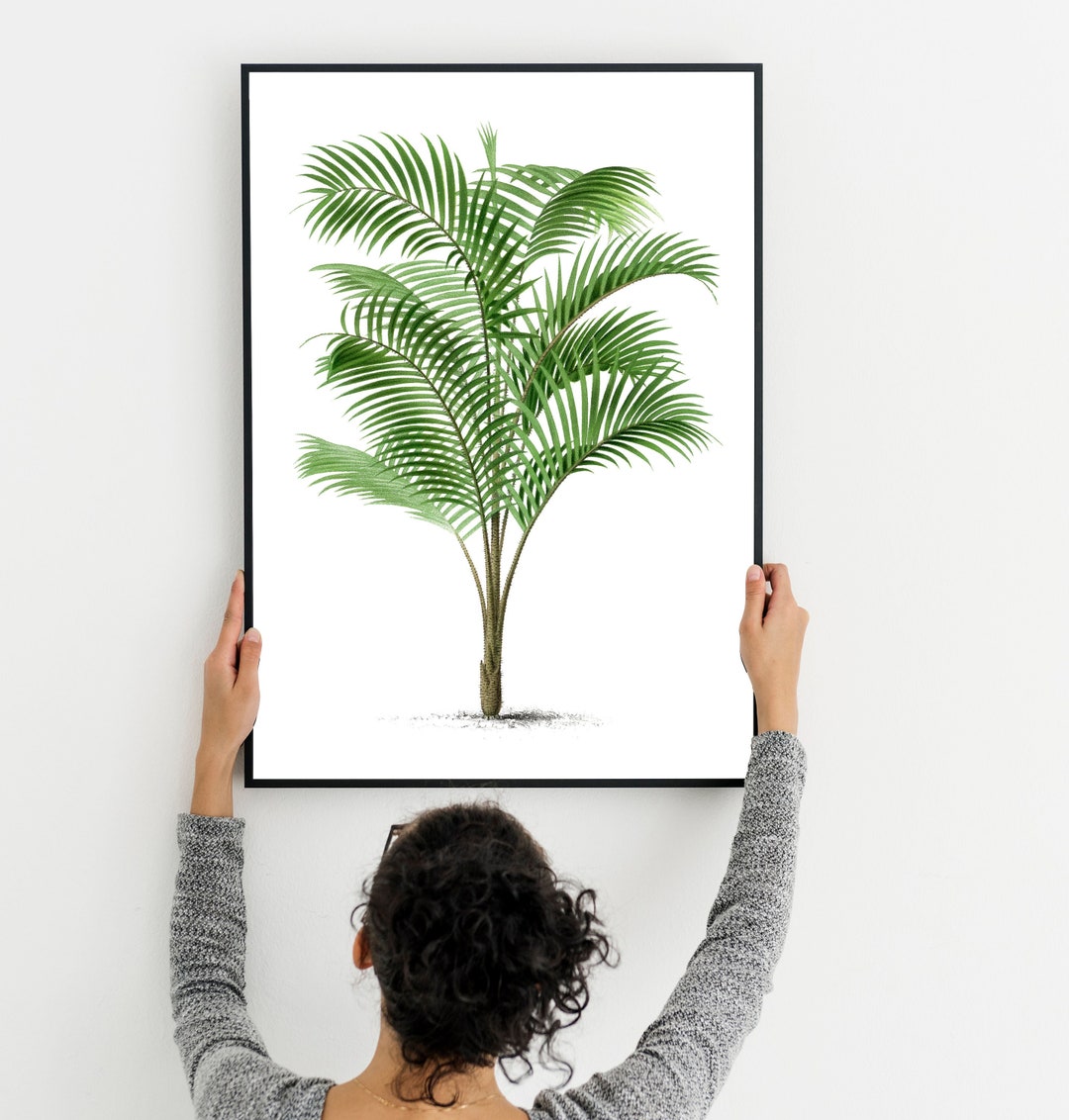 Vintage Palm Tree Botanical Illustration From the Tropics, Palm Tree ...