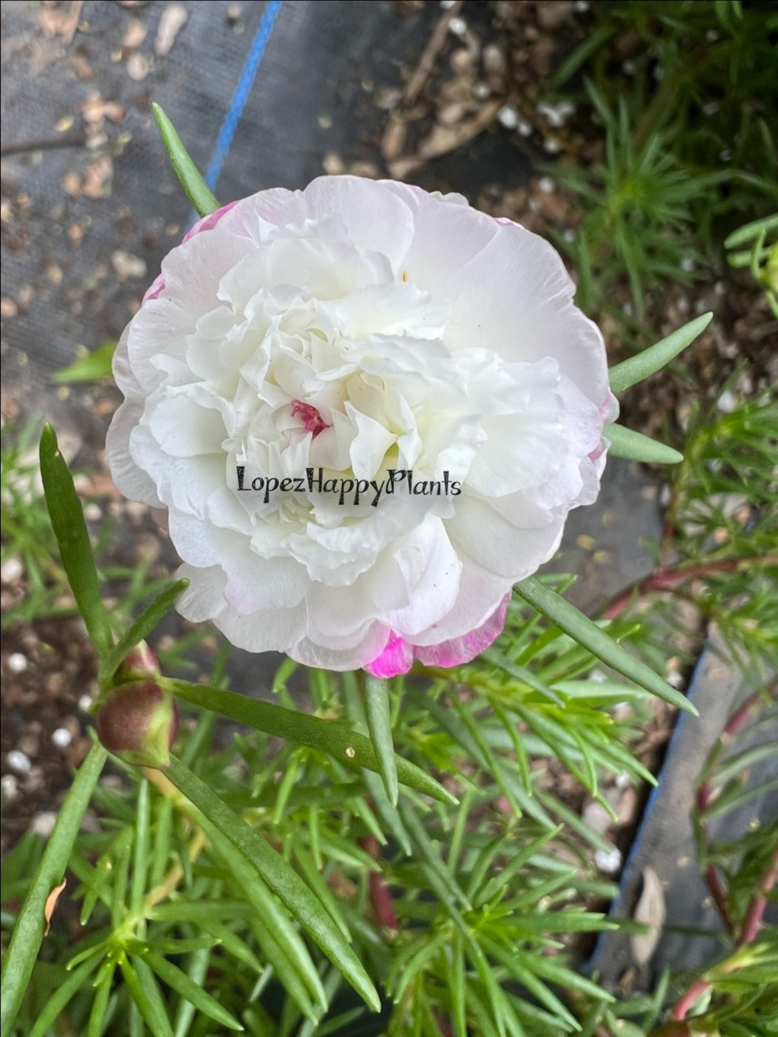 New Colors of Portulaca Perennial - Etsy