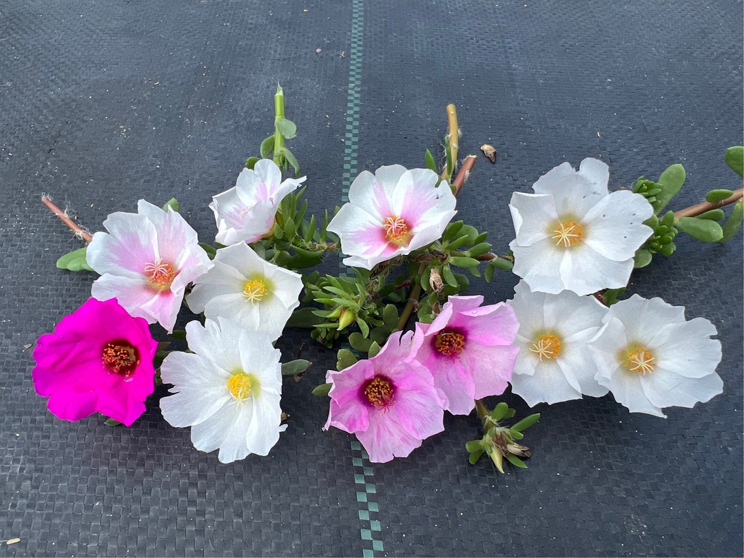 New! Portulaca Amilis Random Mixed Colors - Etsy