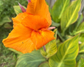 Pretoria Canna Lily Plant Aka Bengal Tiger Canna Lily - Etsy
