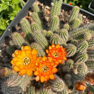 European Hybrid Peanut Cactus HOT FLAMES - Etsy