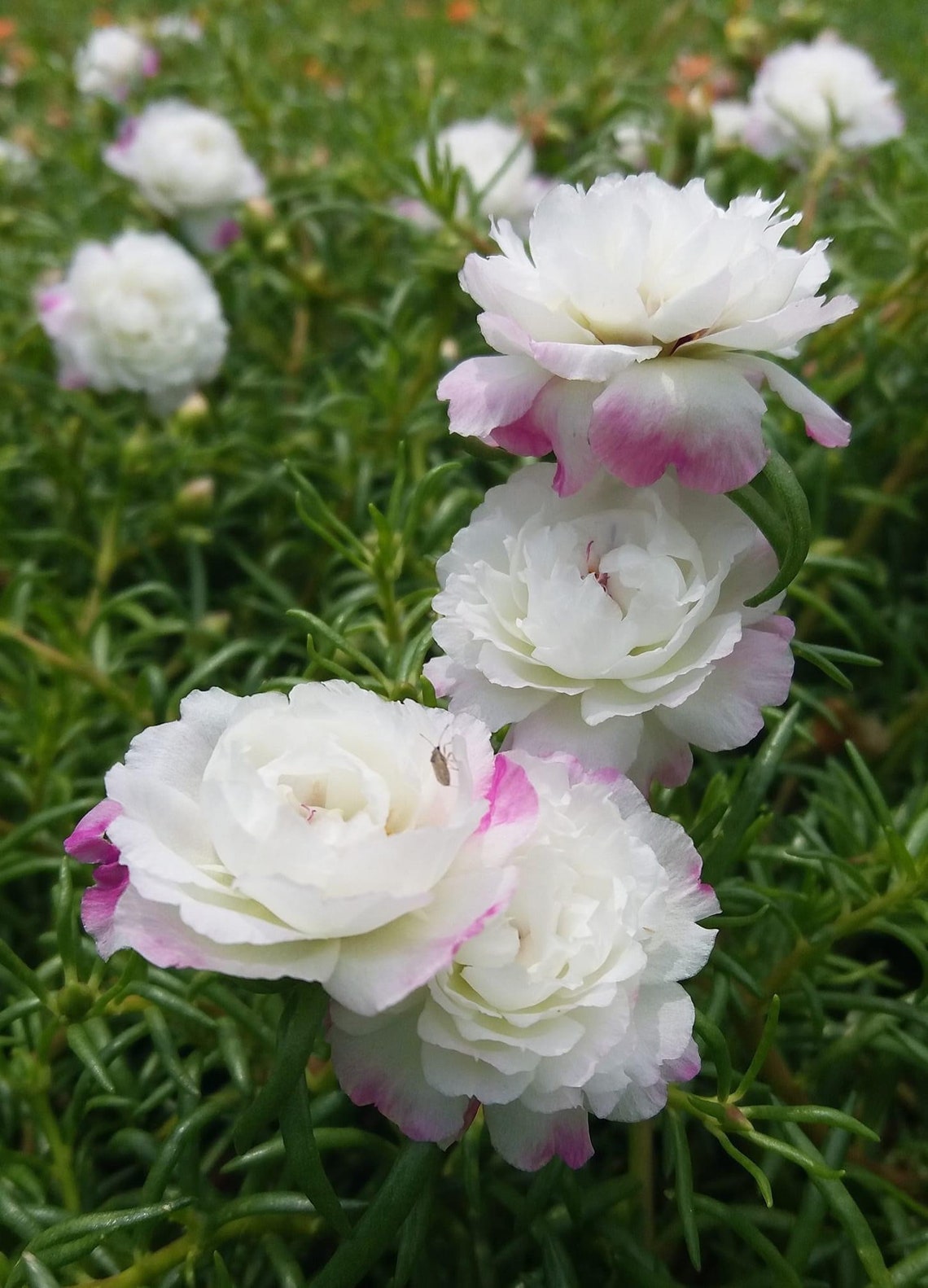 New Colors of Portulaca Perennial - Etsy