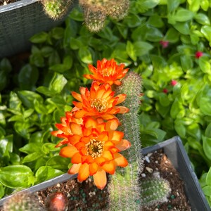 European Hybrid Peanut Cactus HOT FLAMES - Etsy