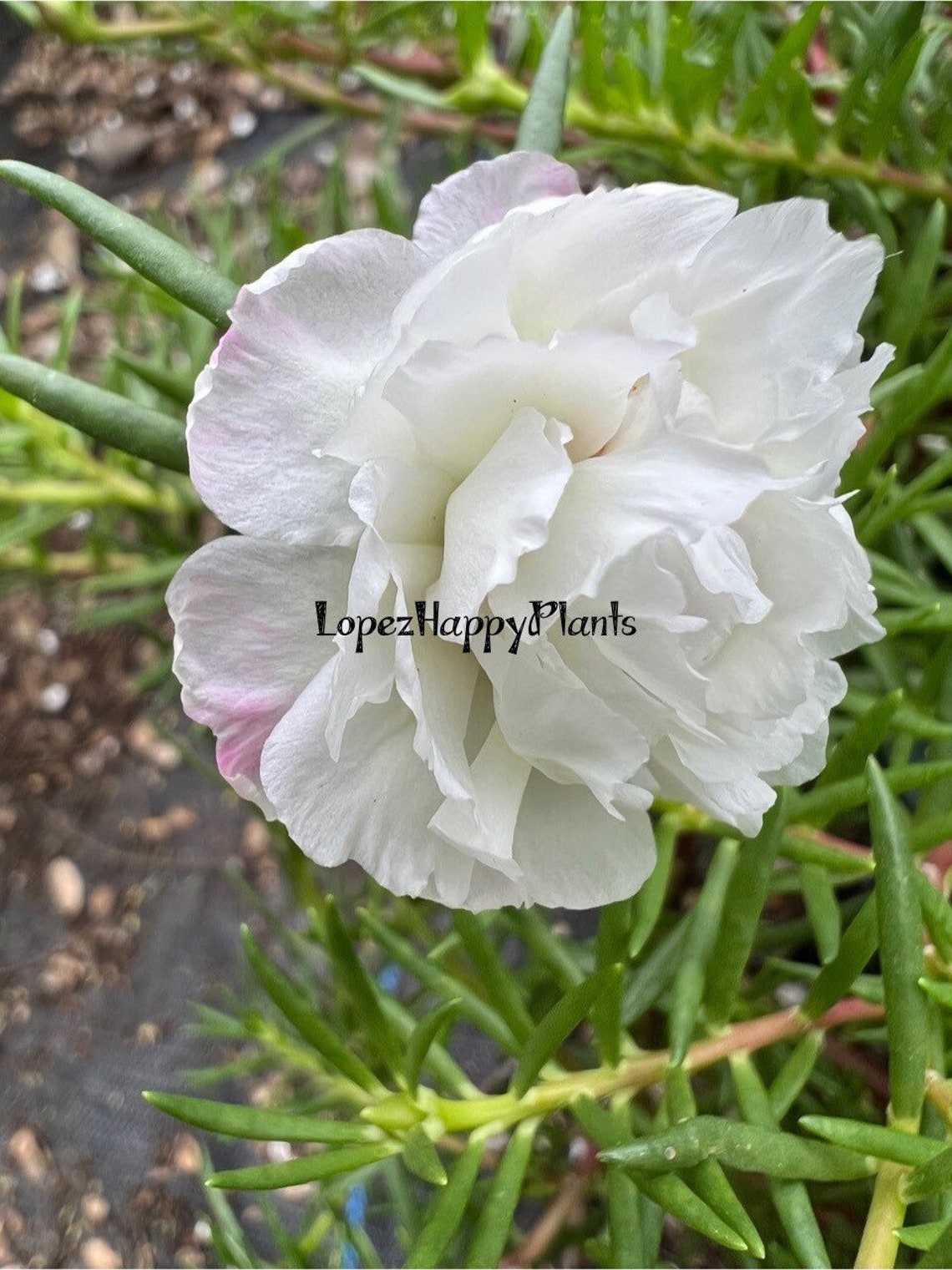 New Color IRADA Unrooted Cuttings Portulaca Grandiflora - Etsy