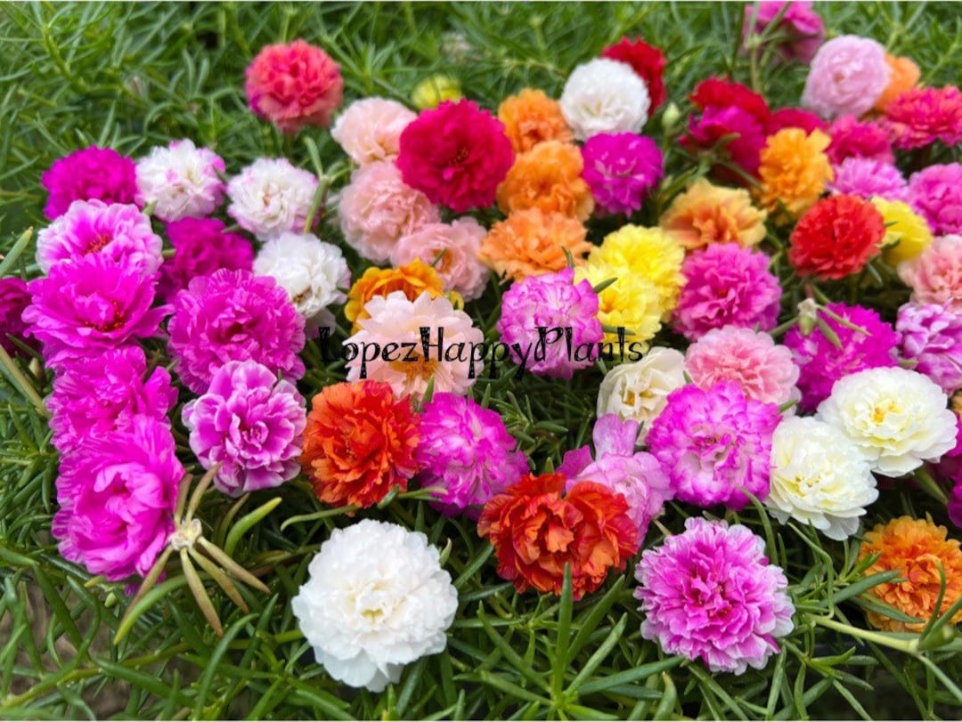 Random Mixed Colors of Portulaca Grandiflora - Etsy