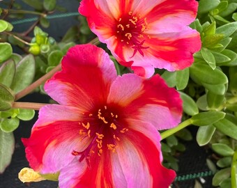 New Portulaca Oleracea Color Sunset Red - Etsy