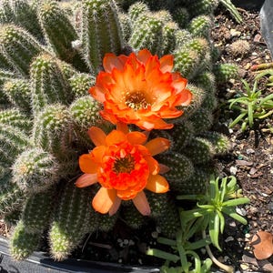 European Hybrid Peanut Cactus HOT FLAMES - Etsy