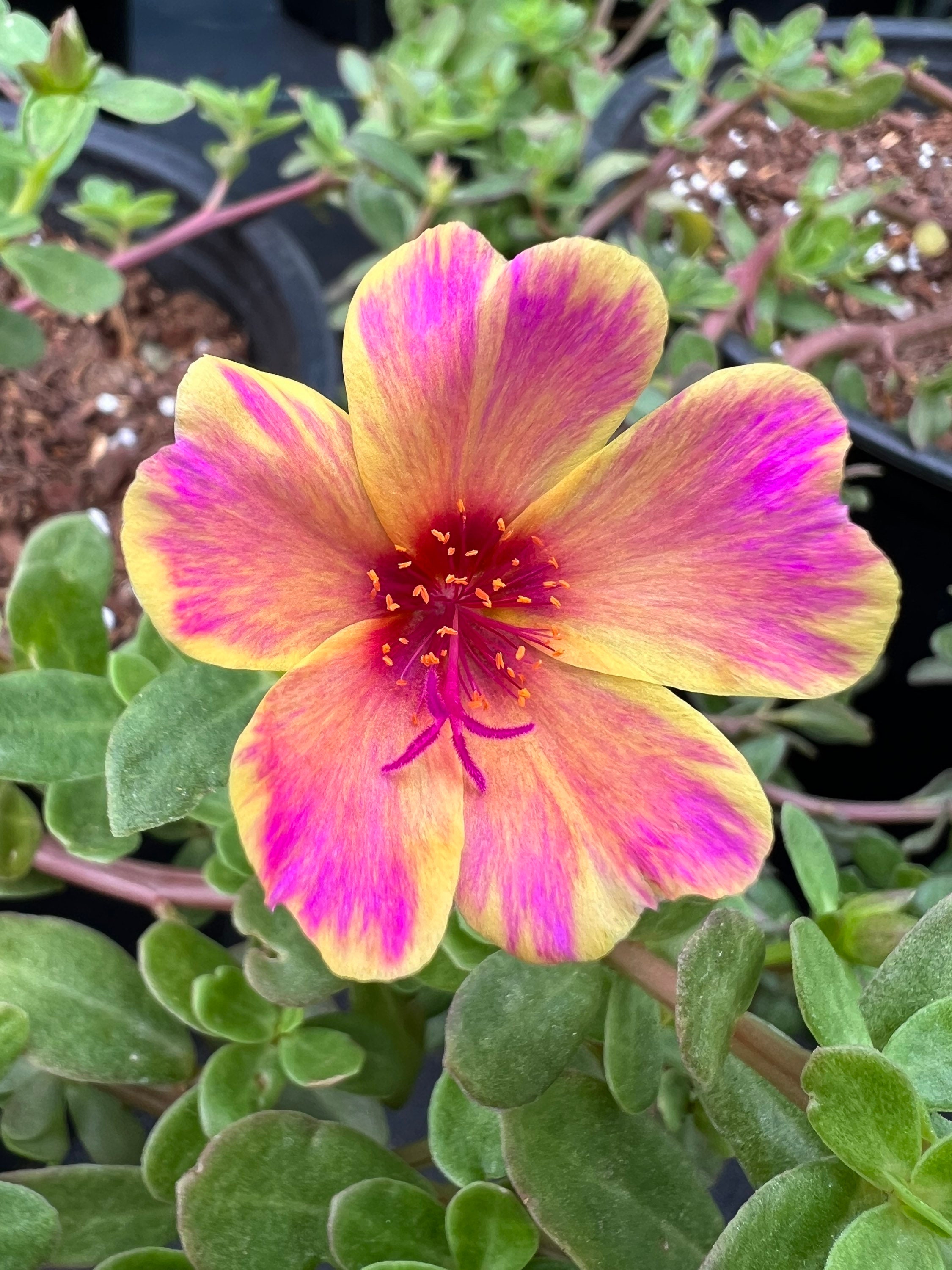 Portulaca Flower