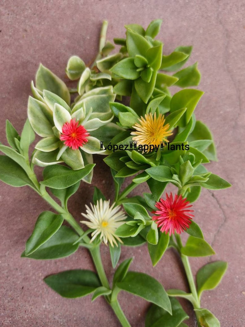 5 Varieties of Baby Sun Rose Aptenia Cordifolia - Etsy