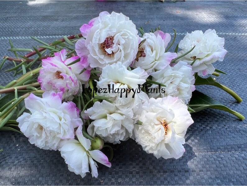 New Color IRADA Unrooted Cuttings Portulaca Grandiflora - Etsy