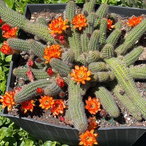 European Hybrid Peanut Cactus HOT FLAMES - Etsy