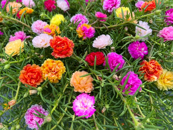 Portulaca How To Plant And Grow Moss Rose