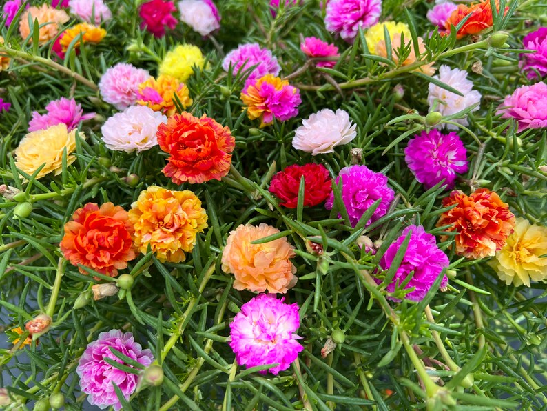 New Colors of Portulaca Perennial - Etsy