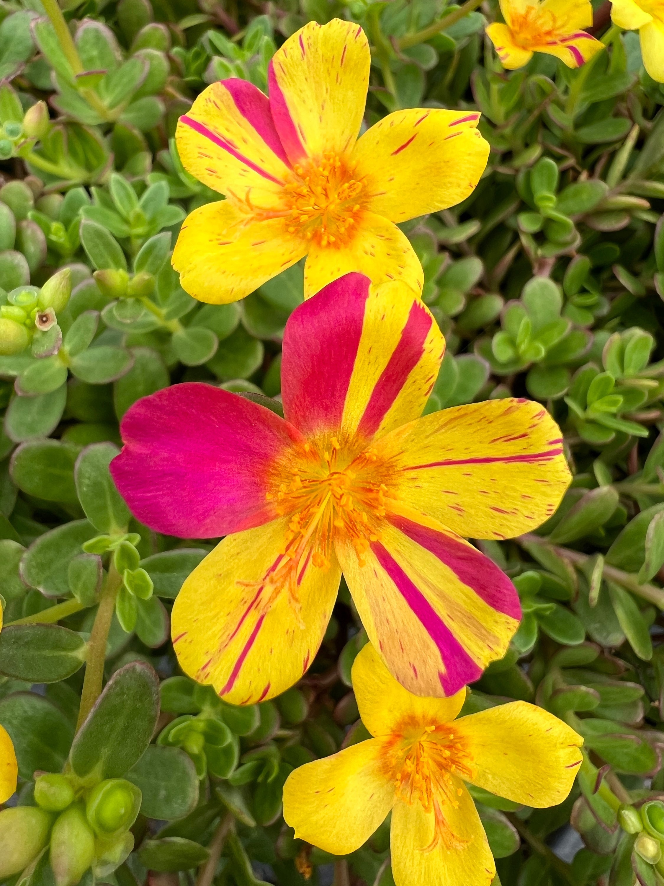 Portulaca Flower