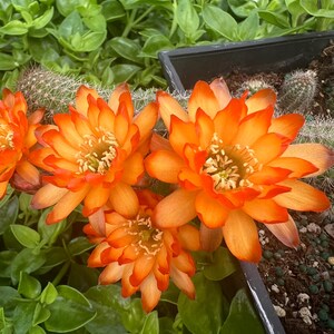 European Hybrid Peanut Cactus HOT FLAMES - Etsy