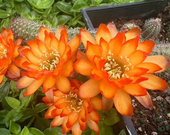 European Hybrid Peanut Cactus “HOT FLAMES” - Etsy