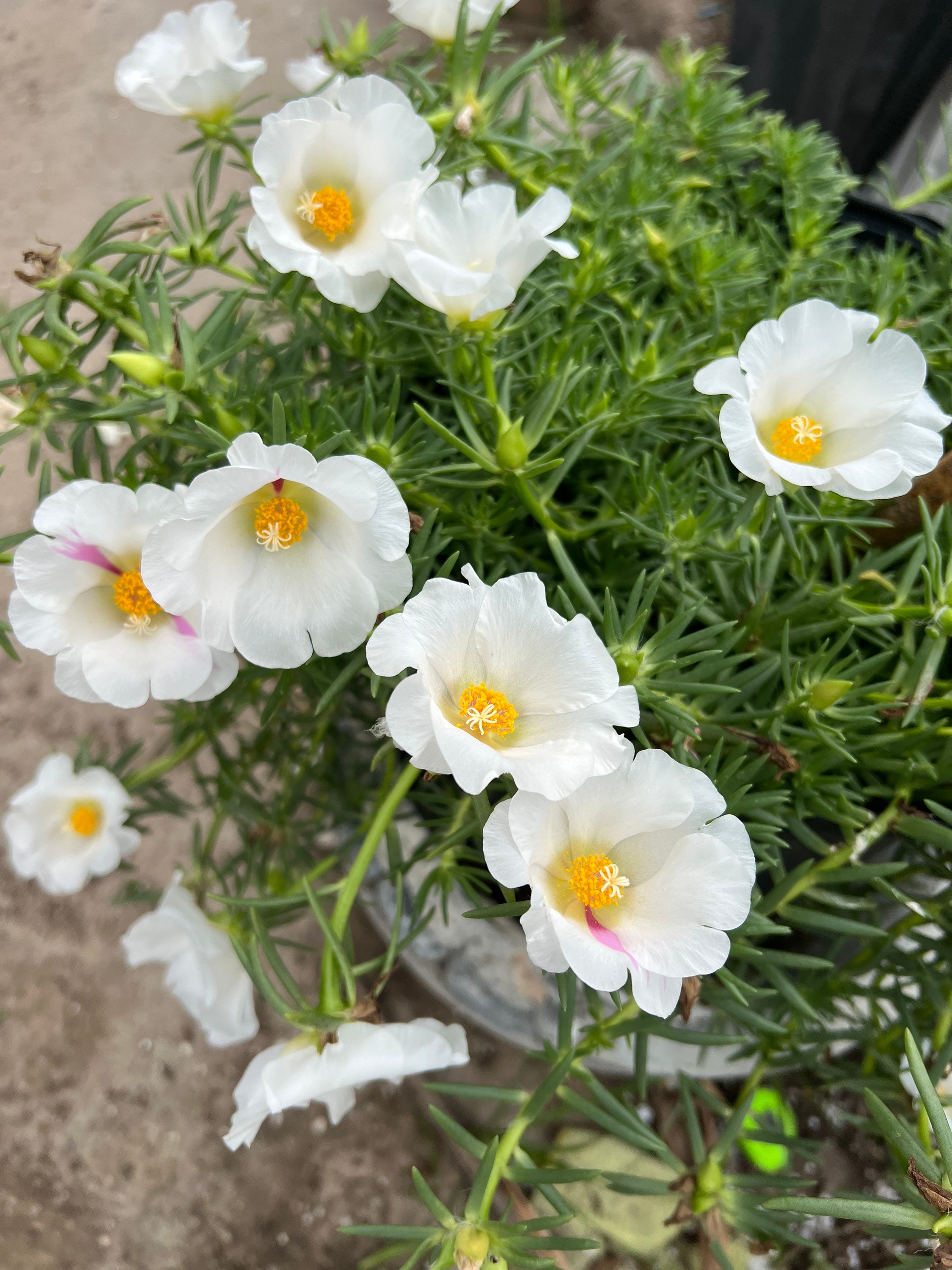 Portulaca Grandiflora White
