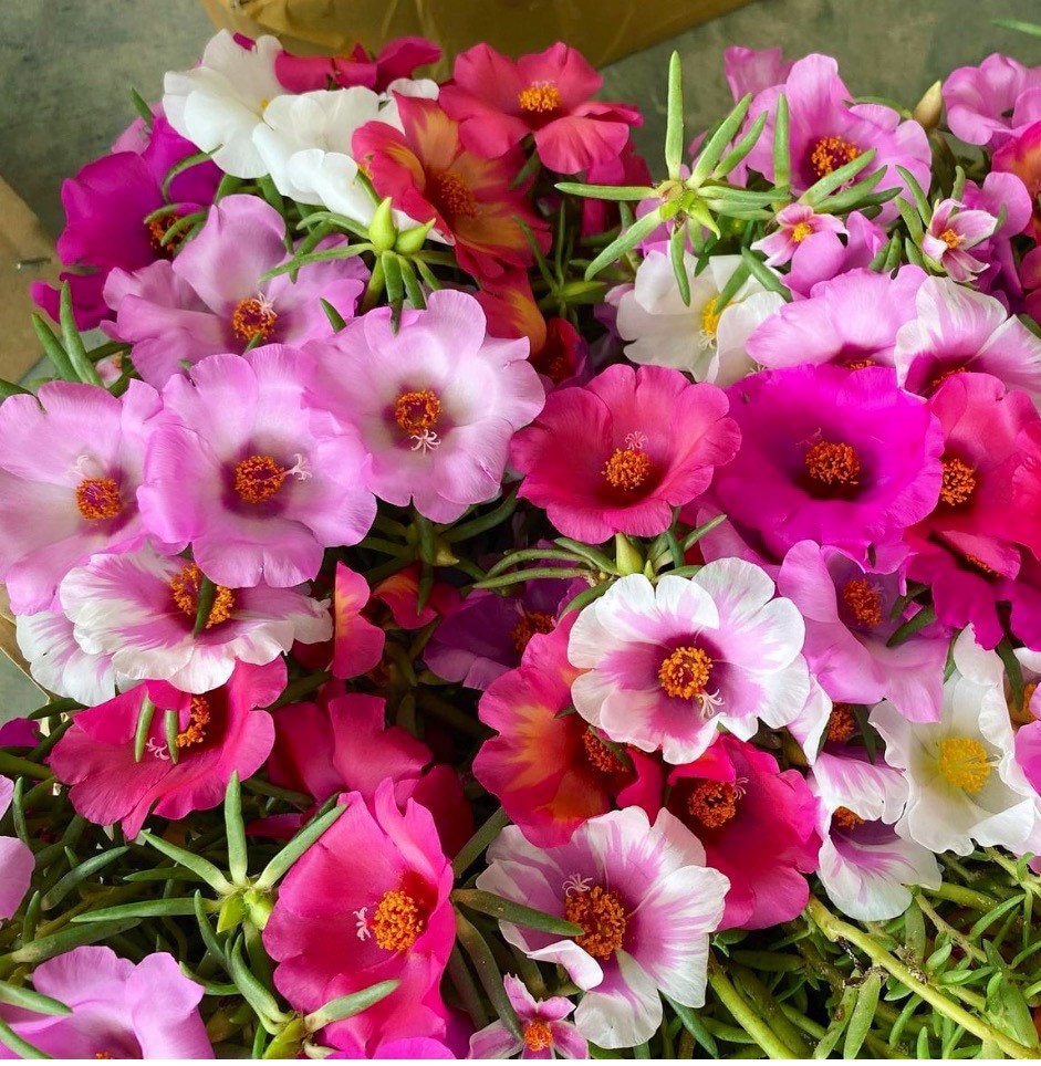 Portulaca Grandiflora Perennial, Giant Single Flower. Random Cuts - Etsy