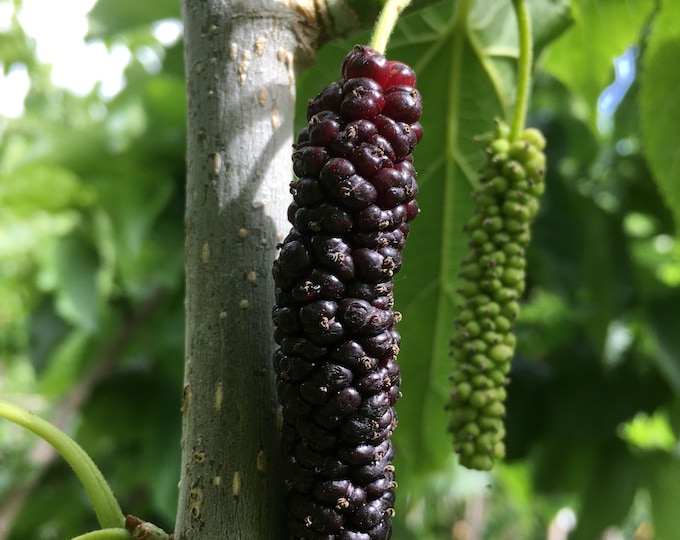 50 + Black MULBERRY SEEDS Morus Nigra Organic - Etsy Canada