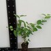 Blueberry Jewel Plant - Fruit Tree Live Plant - Blueberry Plants for ...