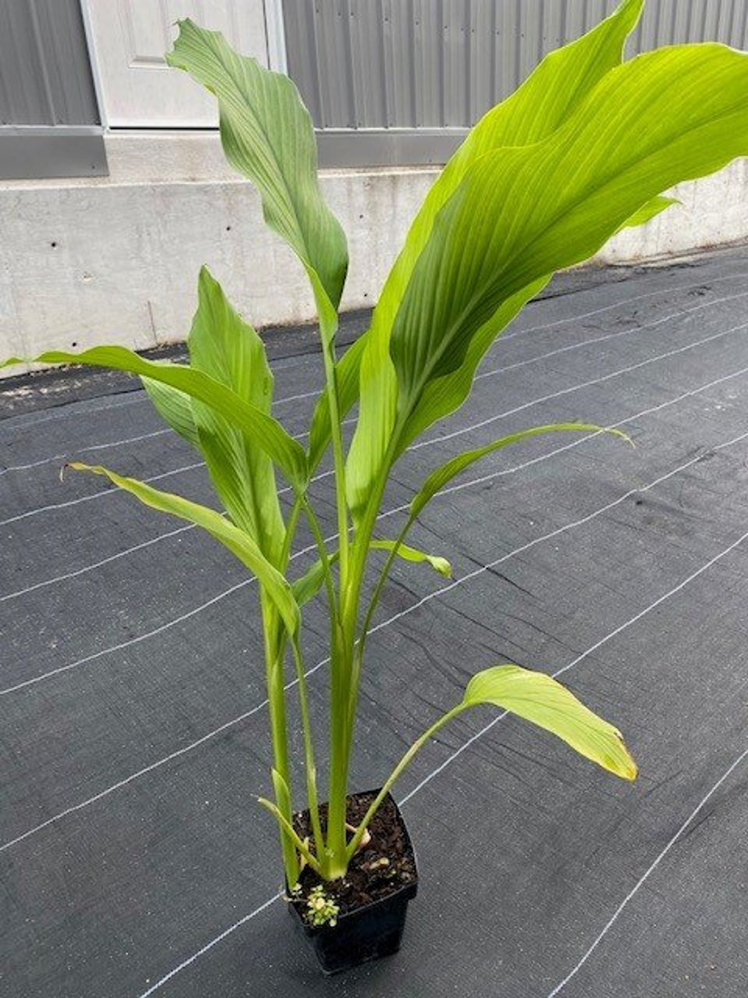 Turmeric Tree