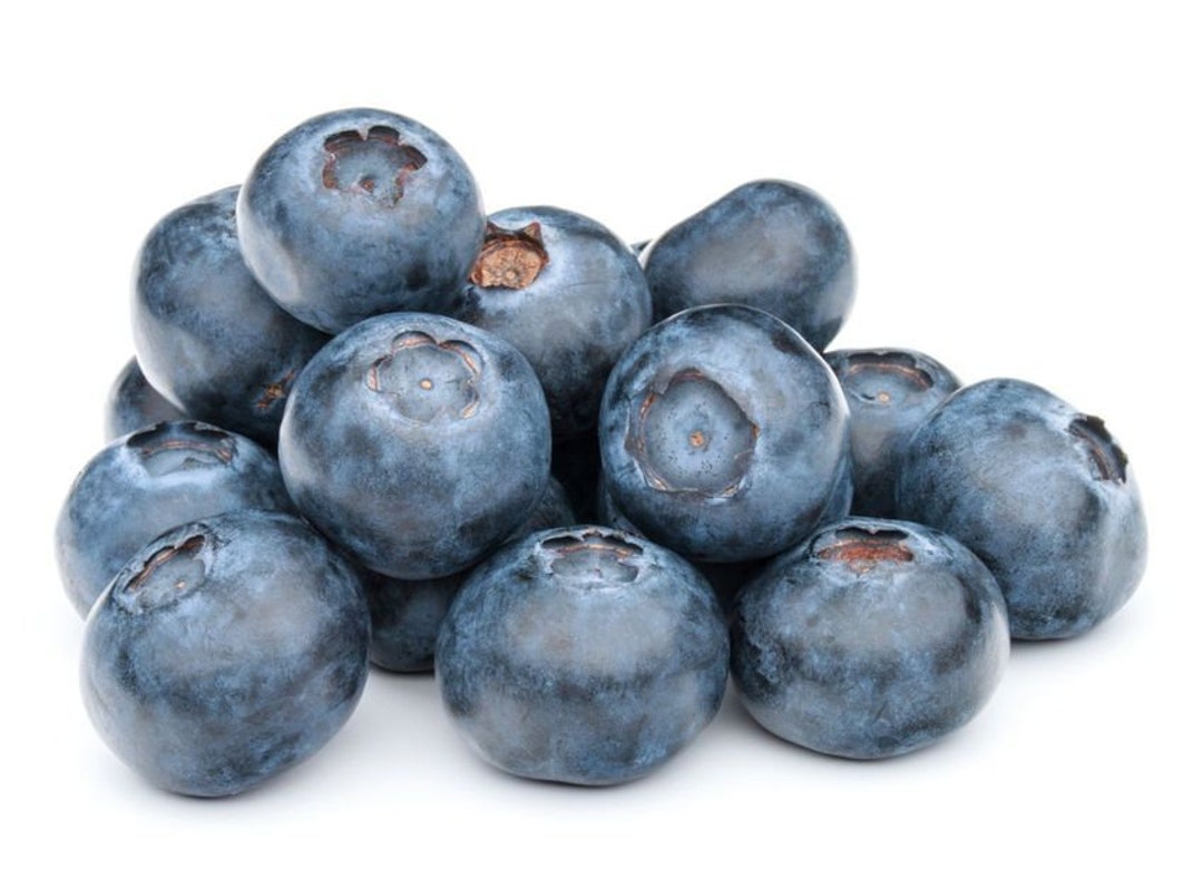 Sharpblue Blueberry Plants - Southern Blueberry for Planting - Fruit ...