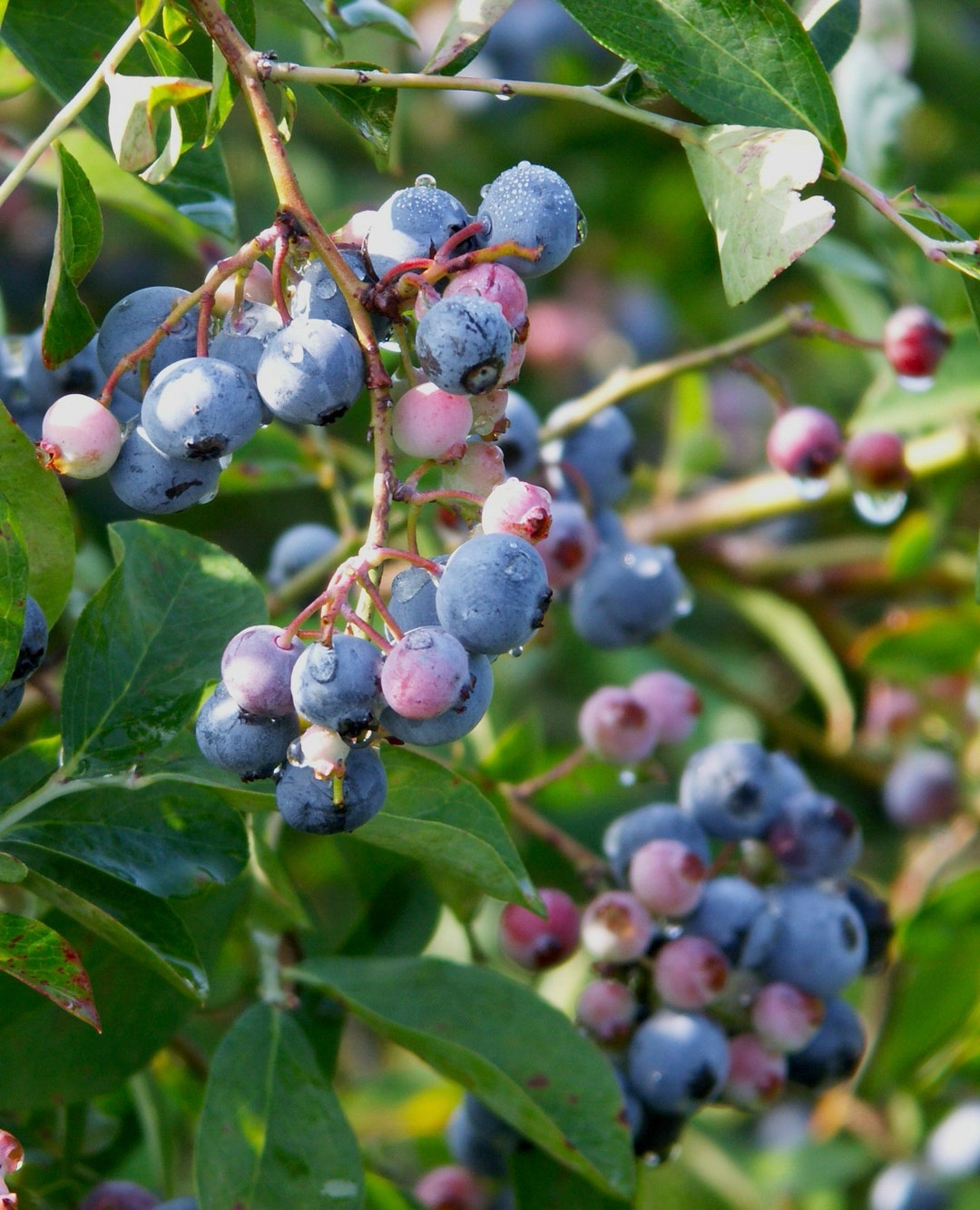 Blueberry Jewel Plant - Fruit Tree Live Plant - Blueberry Plants for ...