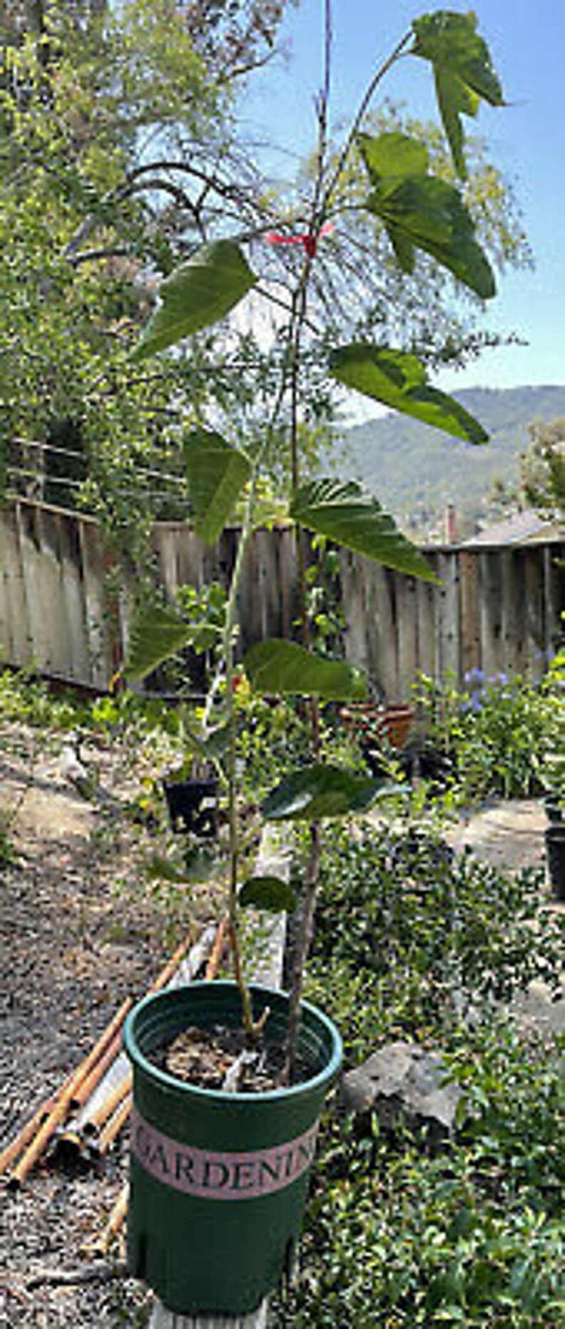 Pakistan Mulberry Tree Mulberry Tree Starter Tree Plant - Etsy