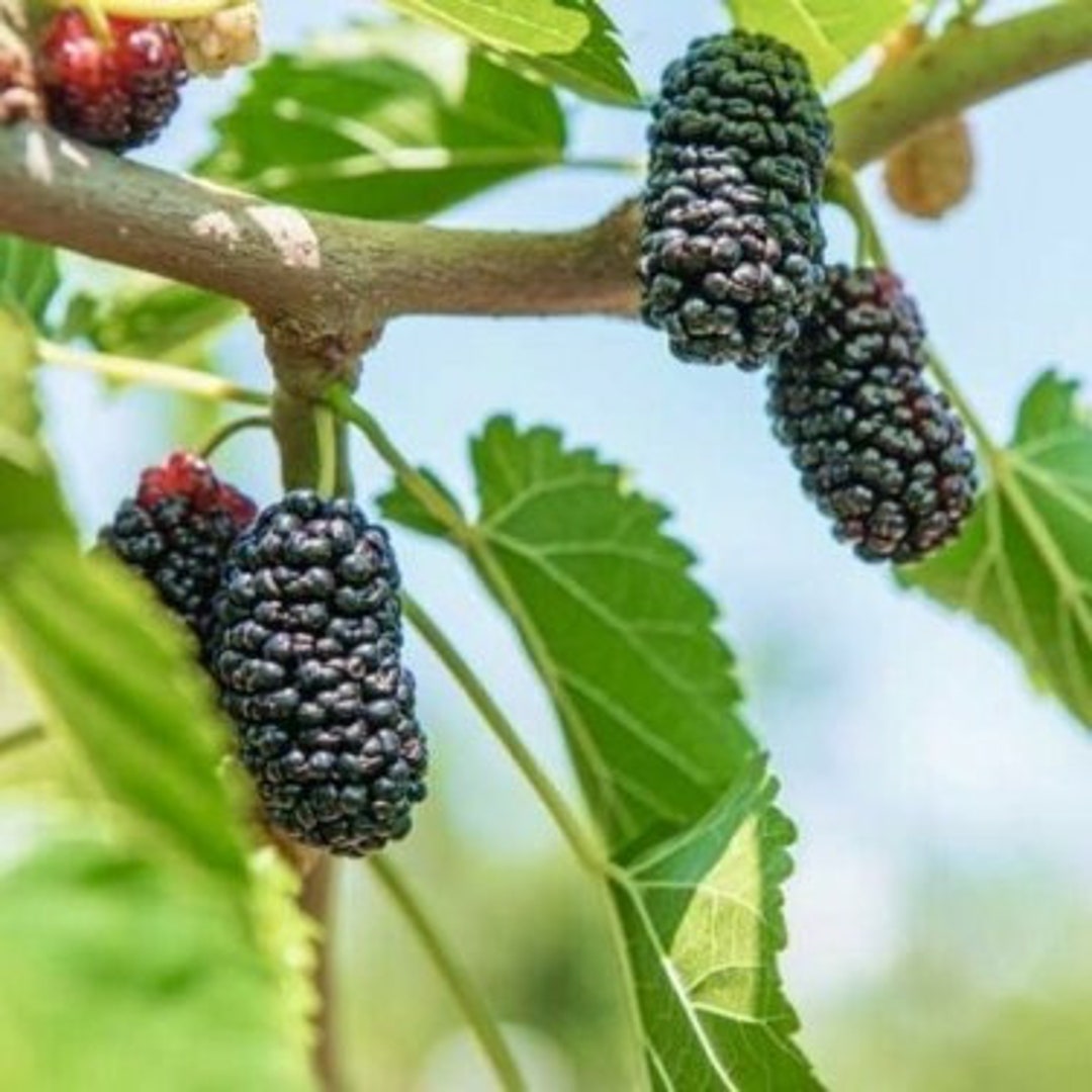 Red Mulberry Tree - Starter Mulberry - Fruit Trees Live Plants - Morus ...