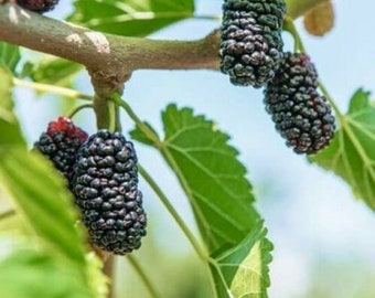 Red Mulberry Tree Live Plant Starter Mulberry Fruit Trees Live Plants ...